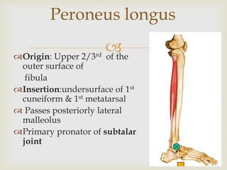 Evertor and invertor of foot | PPTX | Death, Injury, or Military ...