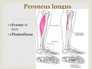 Evertor and invertor of foot | PPTX | Death, Injury, or Military ...