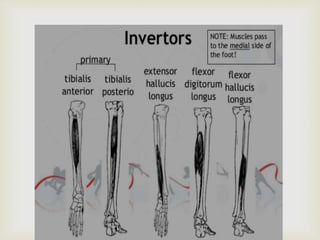 Evertor and invertor of foot | PPT