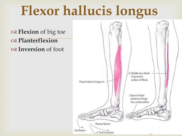 Evertor and invertor of foot