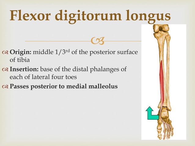 Evertor and invertor of foot