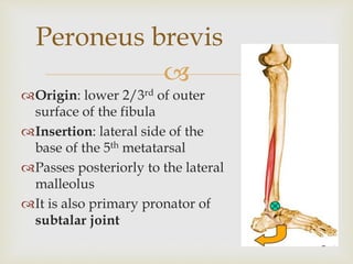 Peroneus Tertius Origin And Insertion