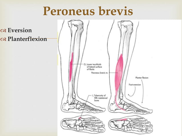 Evertor and invertor of foot