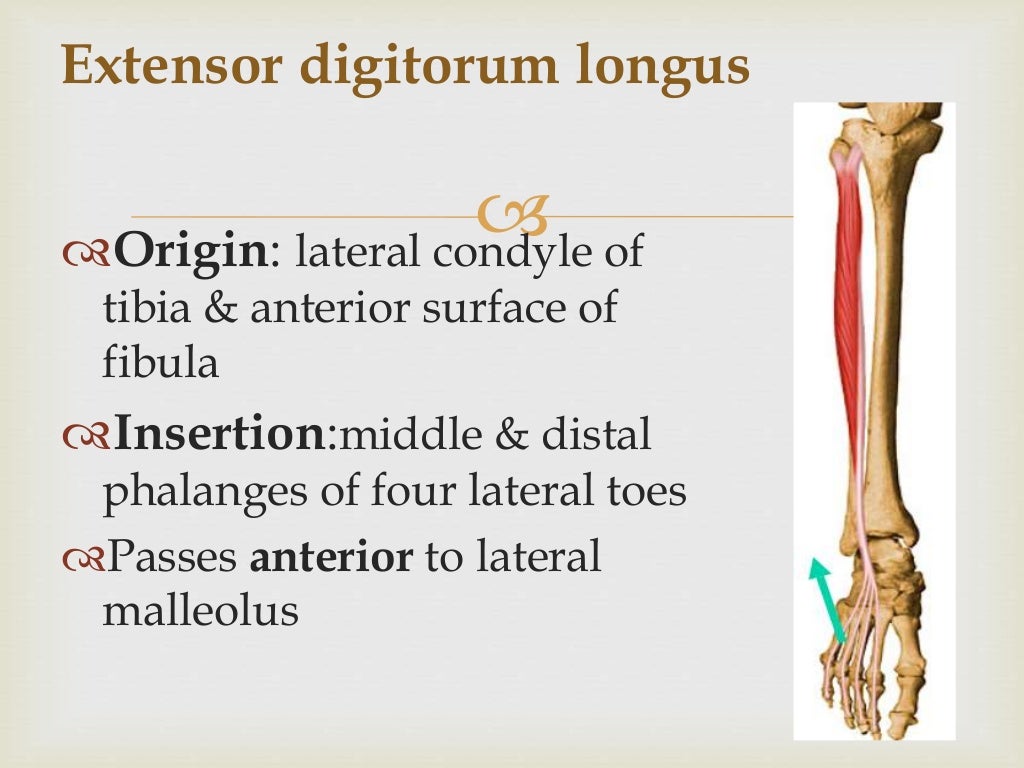 Evertor and invertor of foot