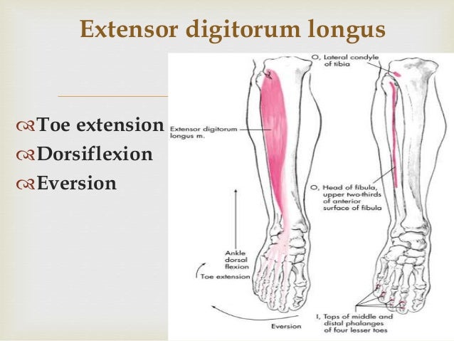 Evertor and invertor of foot