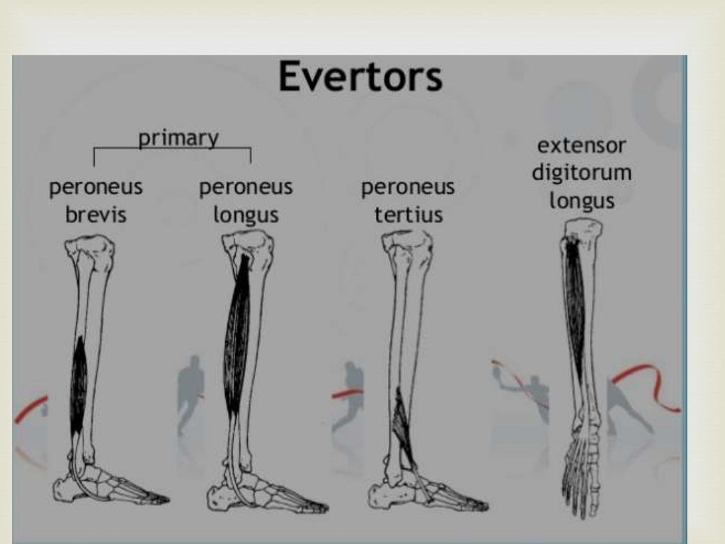 Evertor and invertor of foot