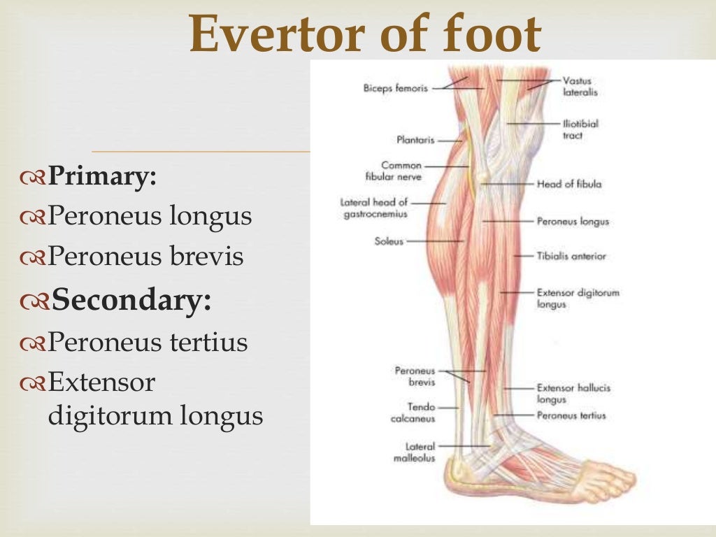Evertor and invertor of foot