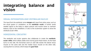 everyday neurobiology: degeneration of the vestibular nerve | PPTX