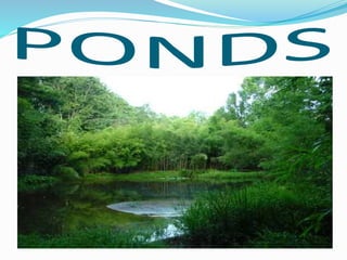 Every drop counts | PPTX