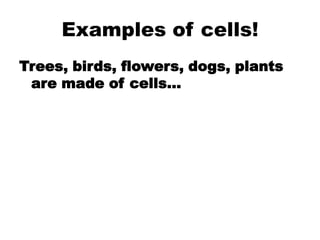 Everything about cells! | PPTX