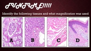 everything you need to know about H & E staining | PPTX