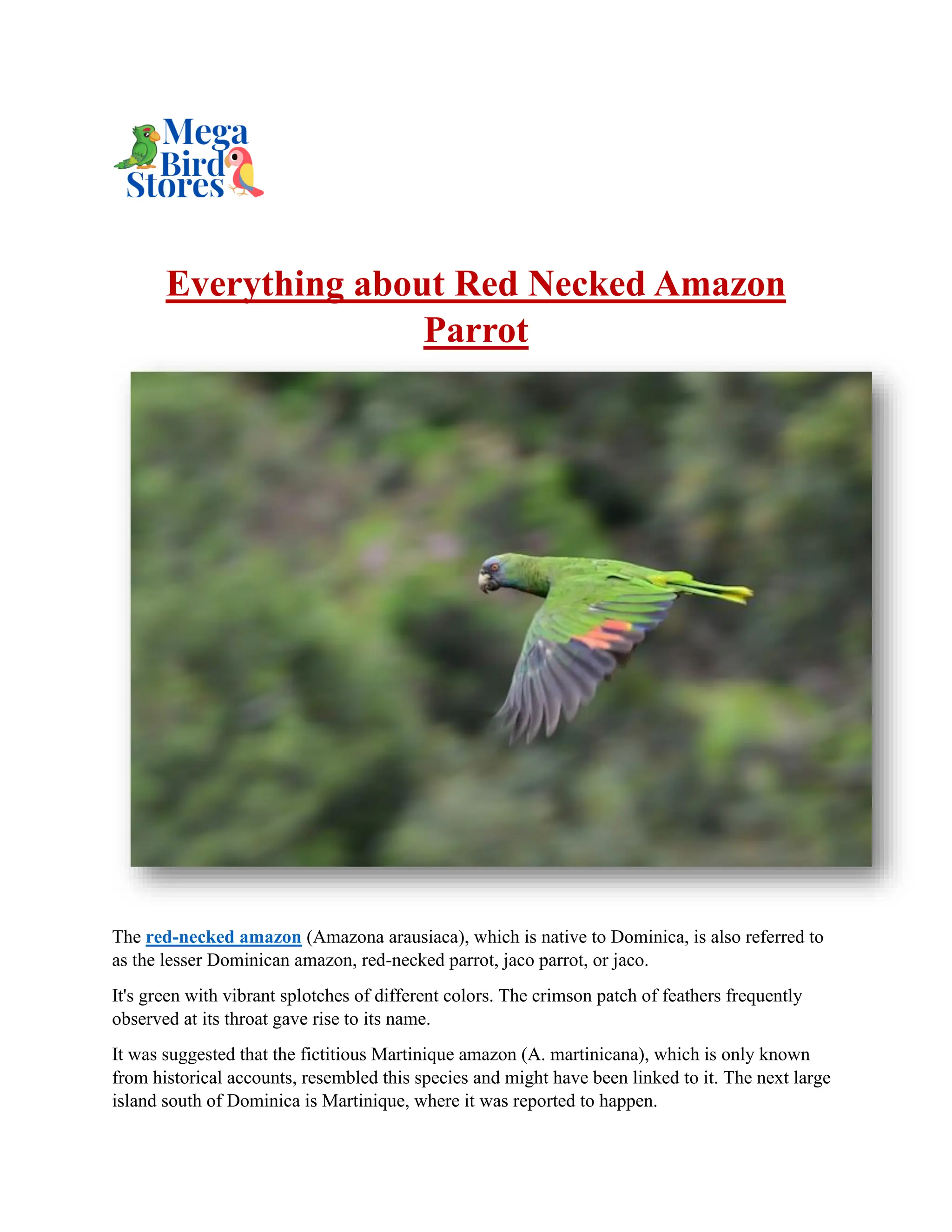 Everything about Red Necked Amazon Parrot | PDF