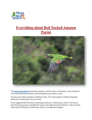 Everything about Red Necked Amazon Parrot | PDF