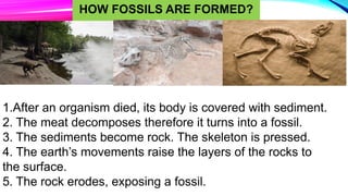 Evidences of Evolution- Science 10 Power | PPTX