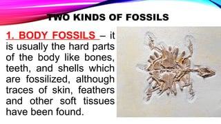 Evidences of Evolution- Science 10 Power | PPTX