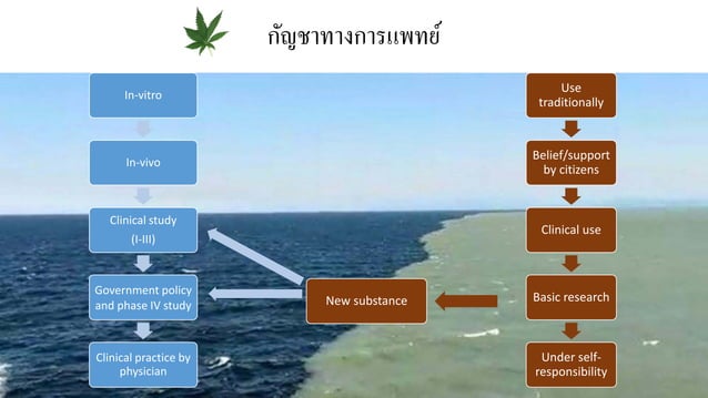 Evidence based public health (medical cannabis policy) | PPT