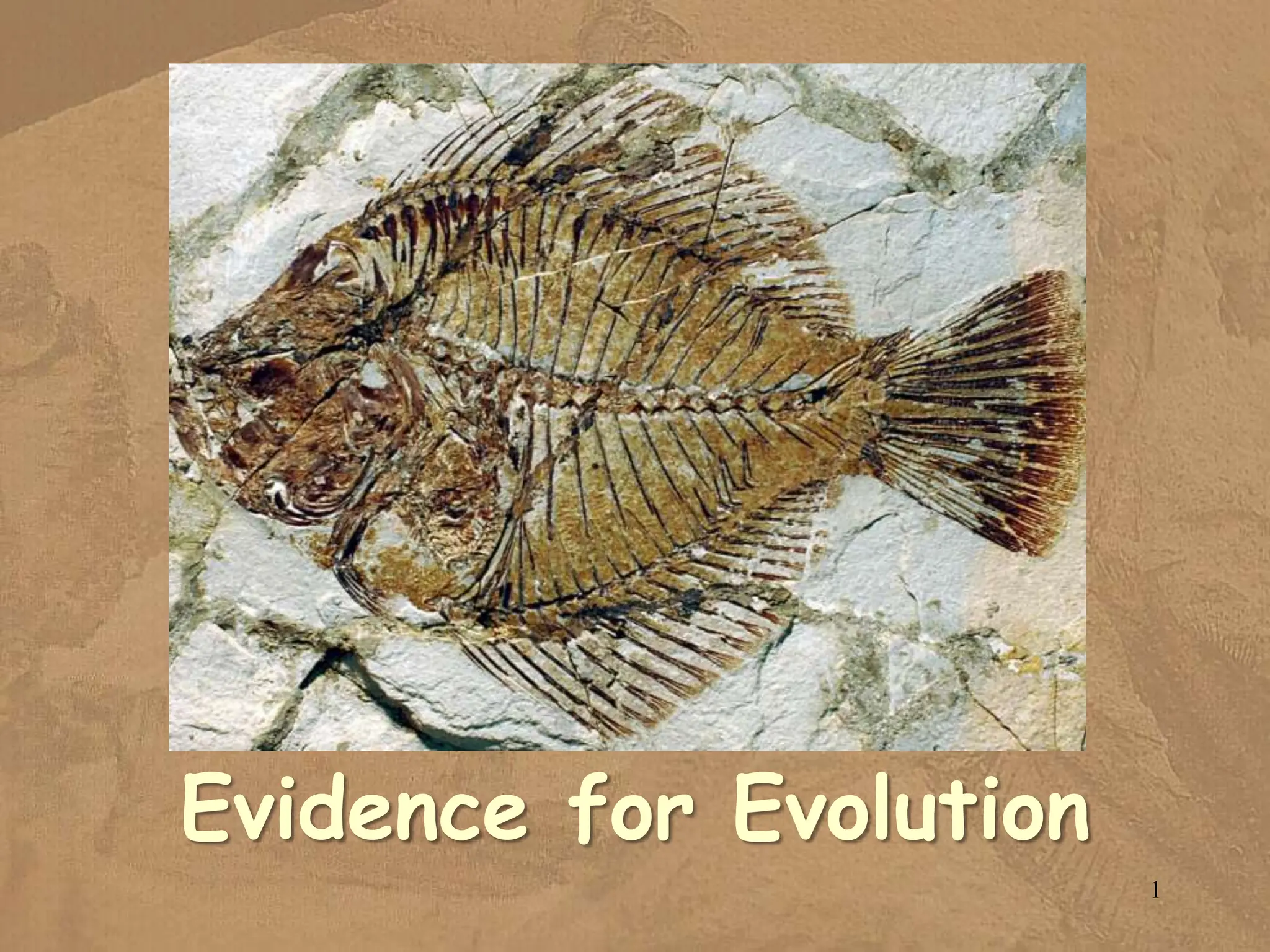 Evidence-of-Evolution.pptx Evolution is a key unifying principle in biology. As Theodosius ...