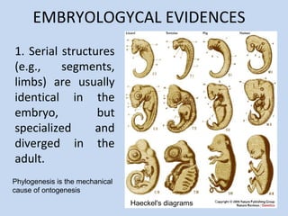 Tema 8. Evidences of evolution | PPT