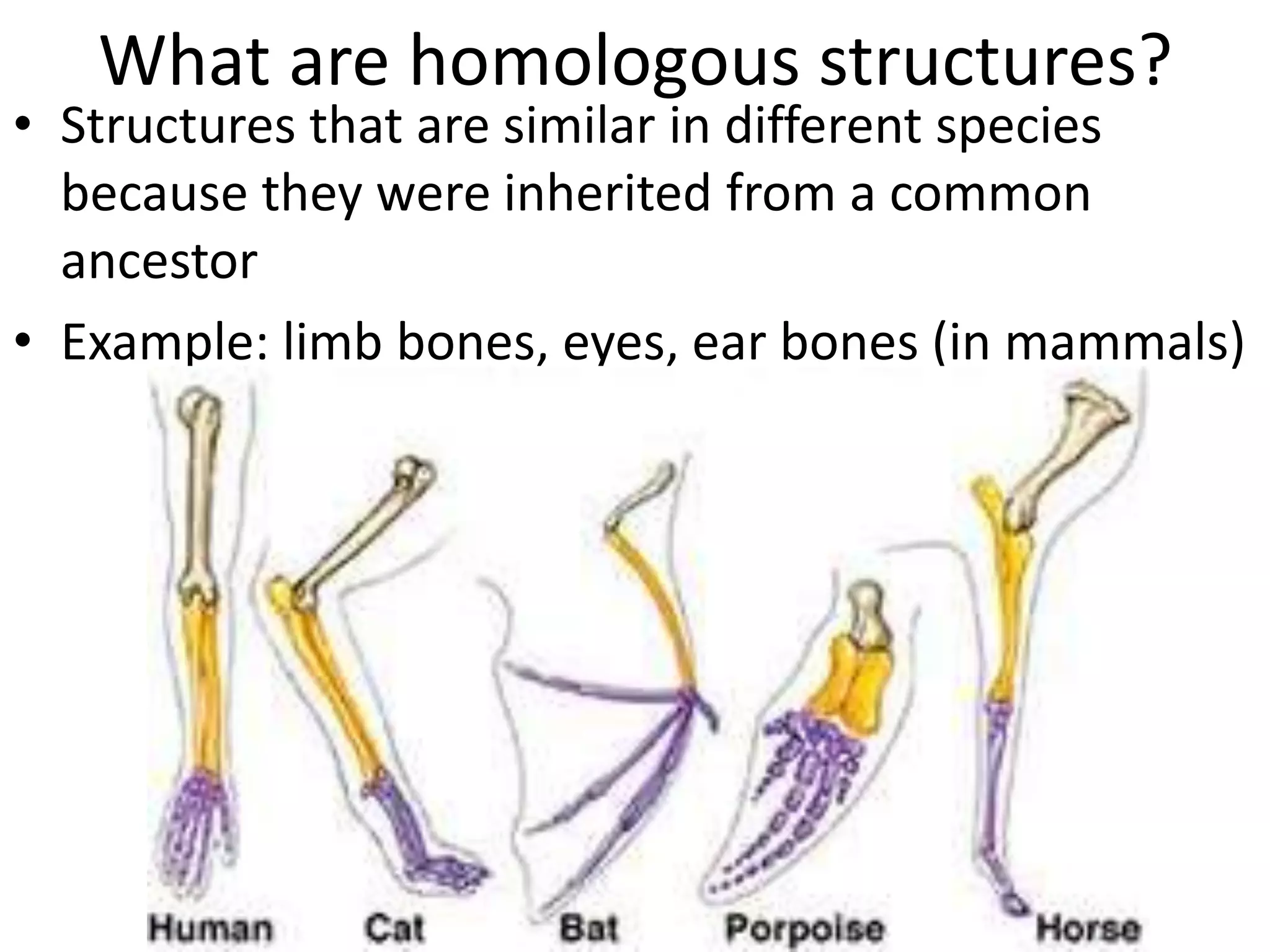 Evidence for common ancestors | PPTX
