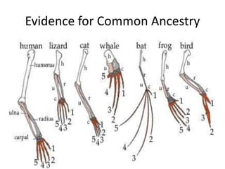 Evidence for common ancestors | PPT