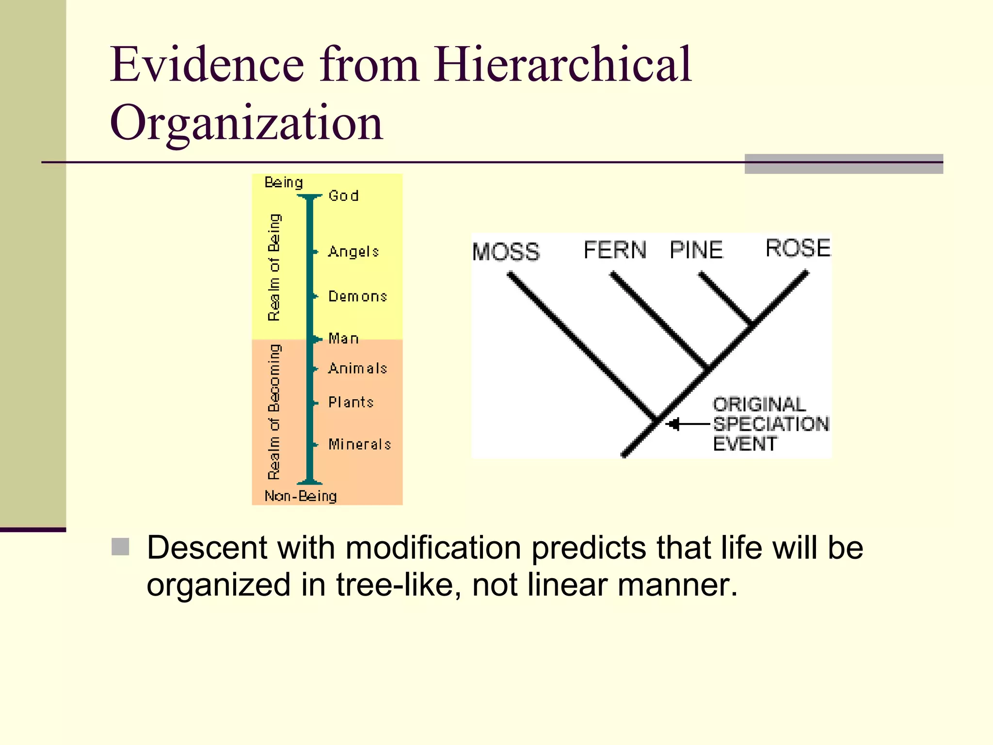Evidence For Evolution | PPT