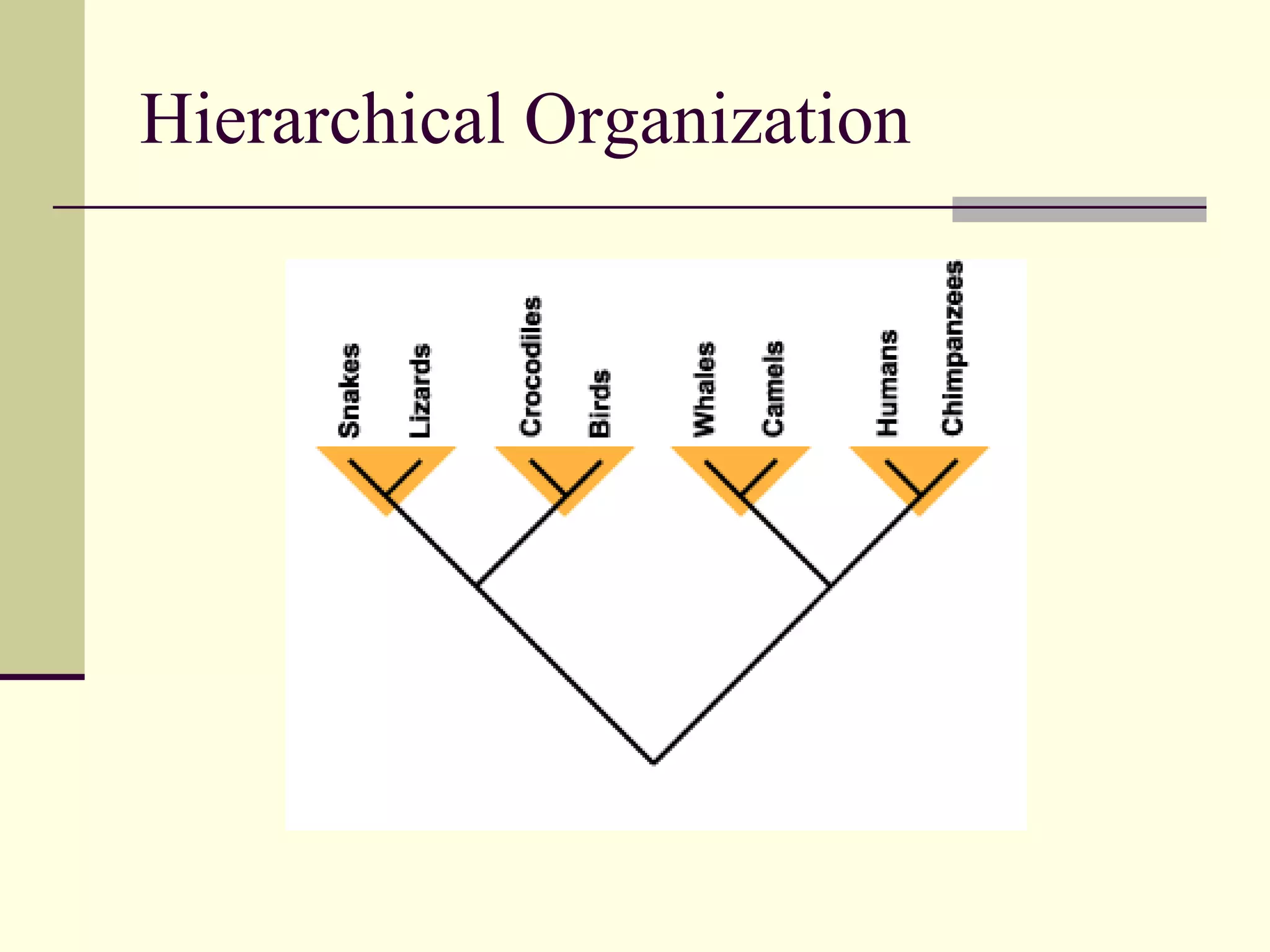 Evidence For Evolution | PPT