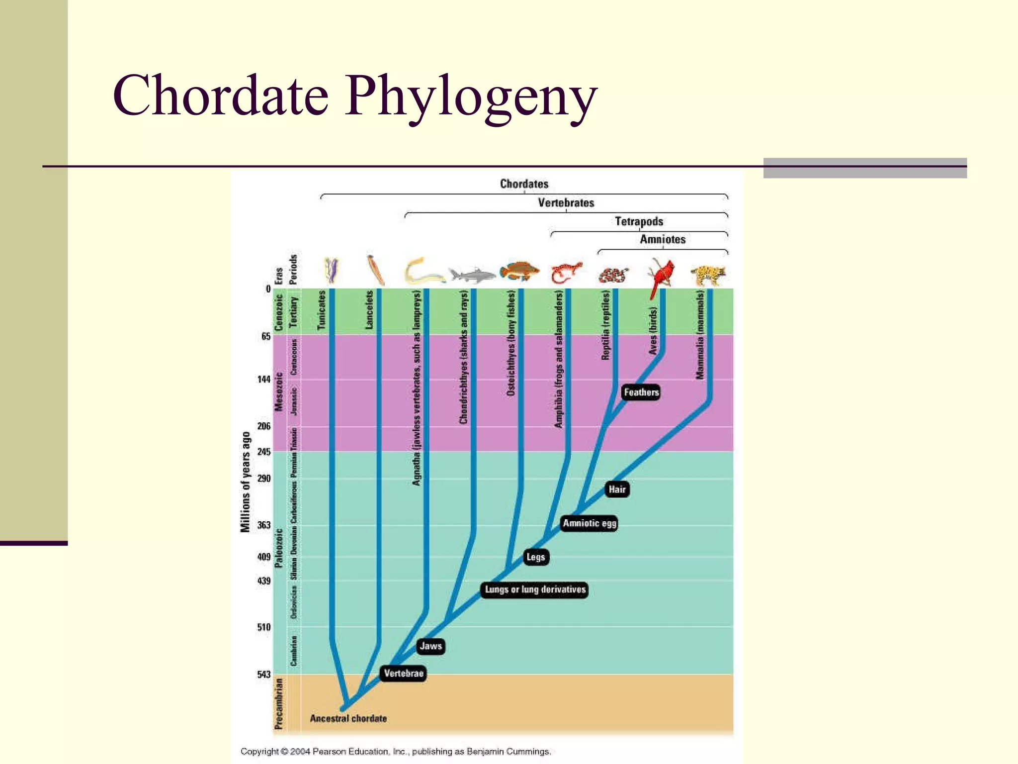 Evidence For Evolution | PPT