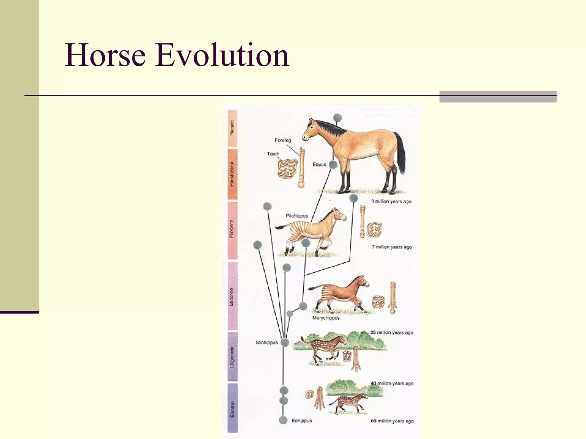 Evidence For Evolution | PPT