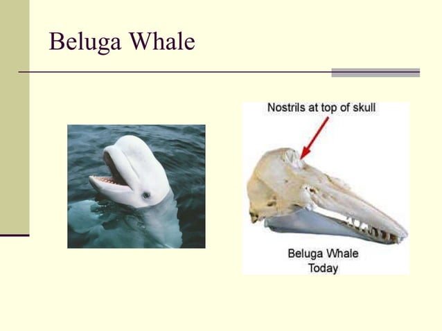 Evidence For Evolution | PPT