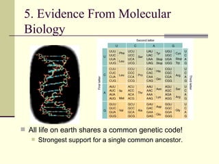 Molecular Biology Evolution Evidence