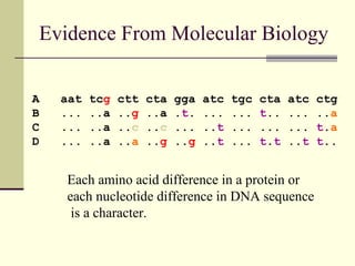 Molecular Biology Evolution Evidence