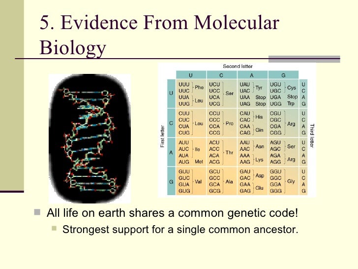 Evidence For Evolution