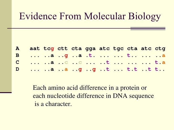 Molecular Biology Evolution Evidence