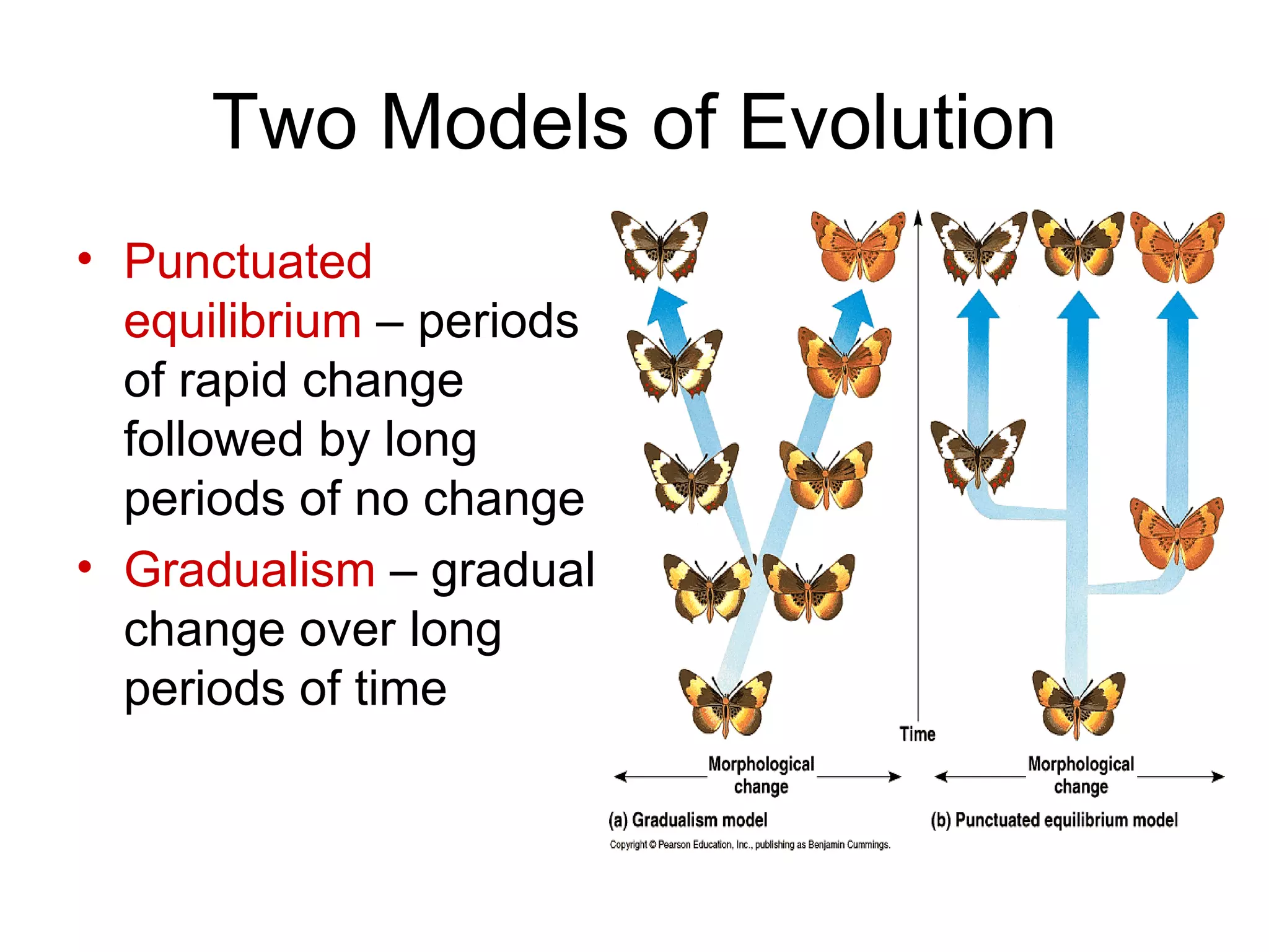 Evidence For Evolution | PPT