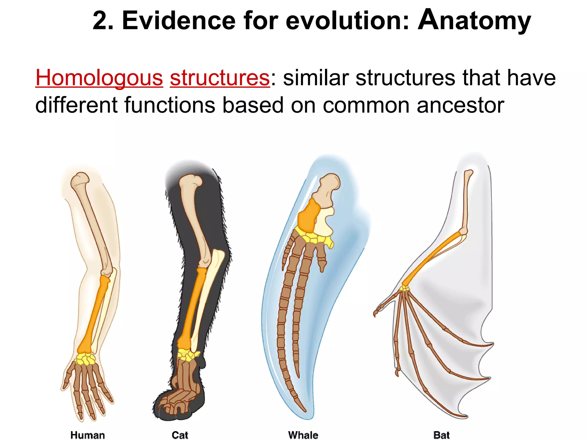 Evidence For Evolution | PPT