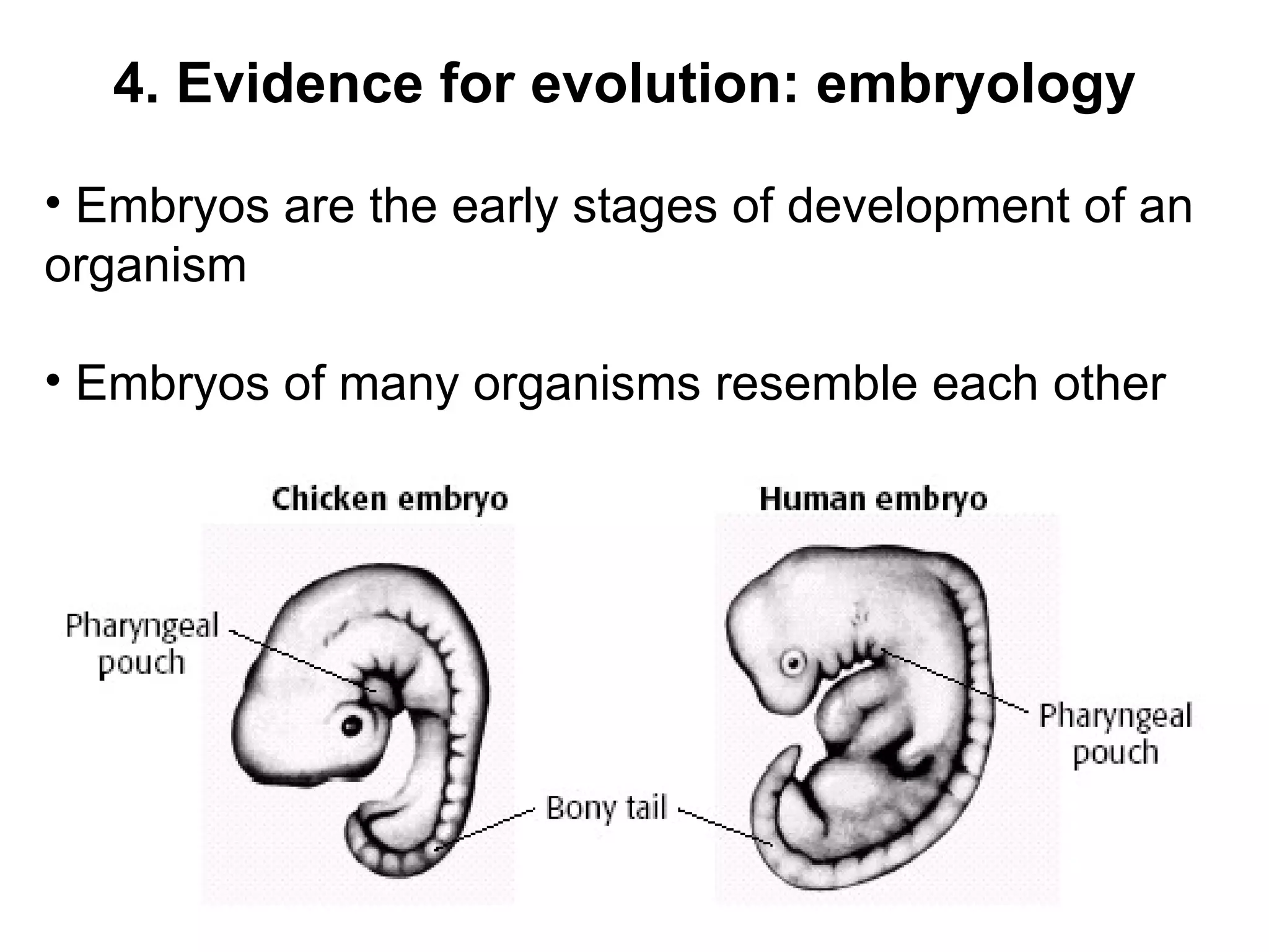 Evidence For Evolution | PPT