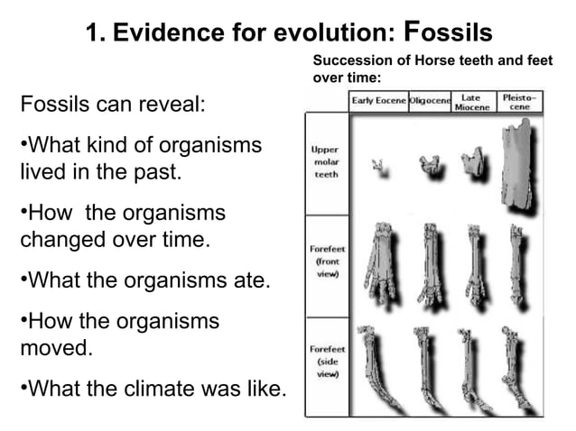 Evidence For Evolution | PPT | Free Download