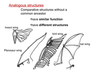 Evidence For Evolution | PPT
