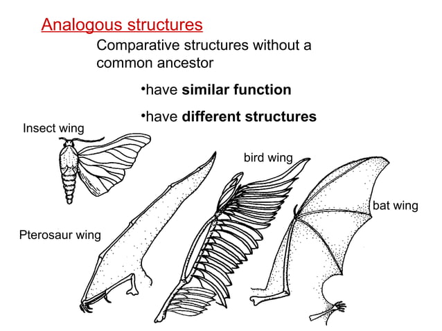 Evidence For Evolution | PPT
