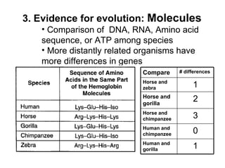 Evidence For Evolution | PPT