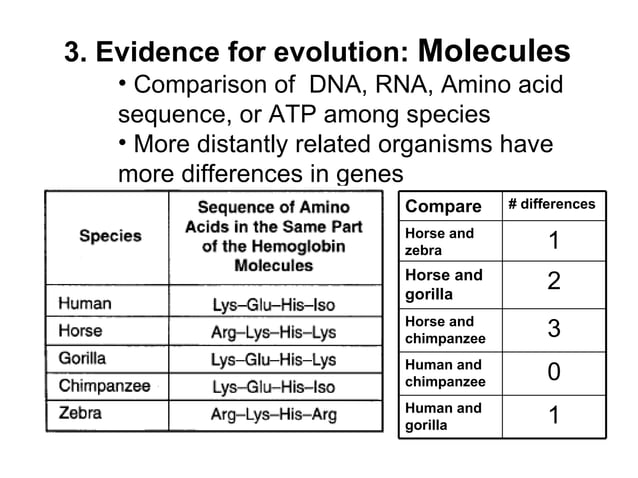 Evidence For Evolution | PPT