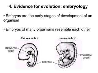 Evidence For Evolution | PPT