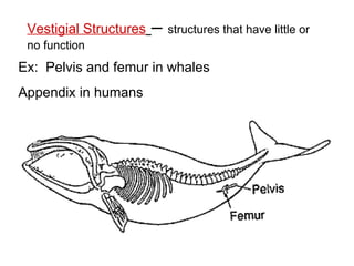 Evidence For Evolution