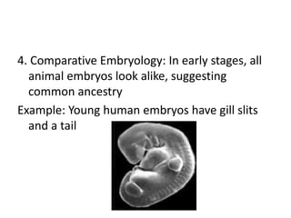Evidence for evolution | PPT