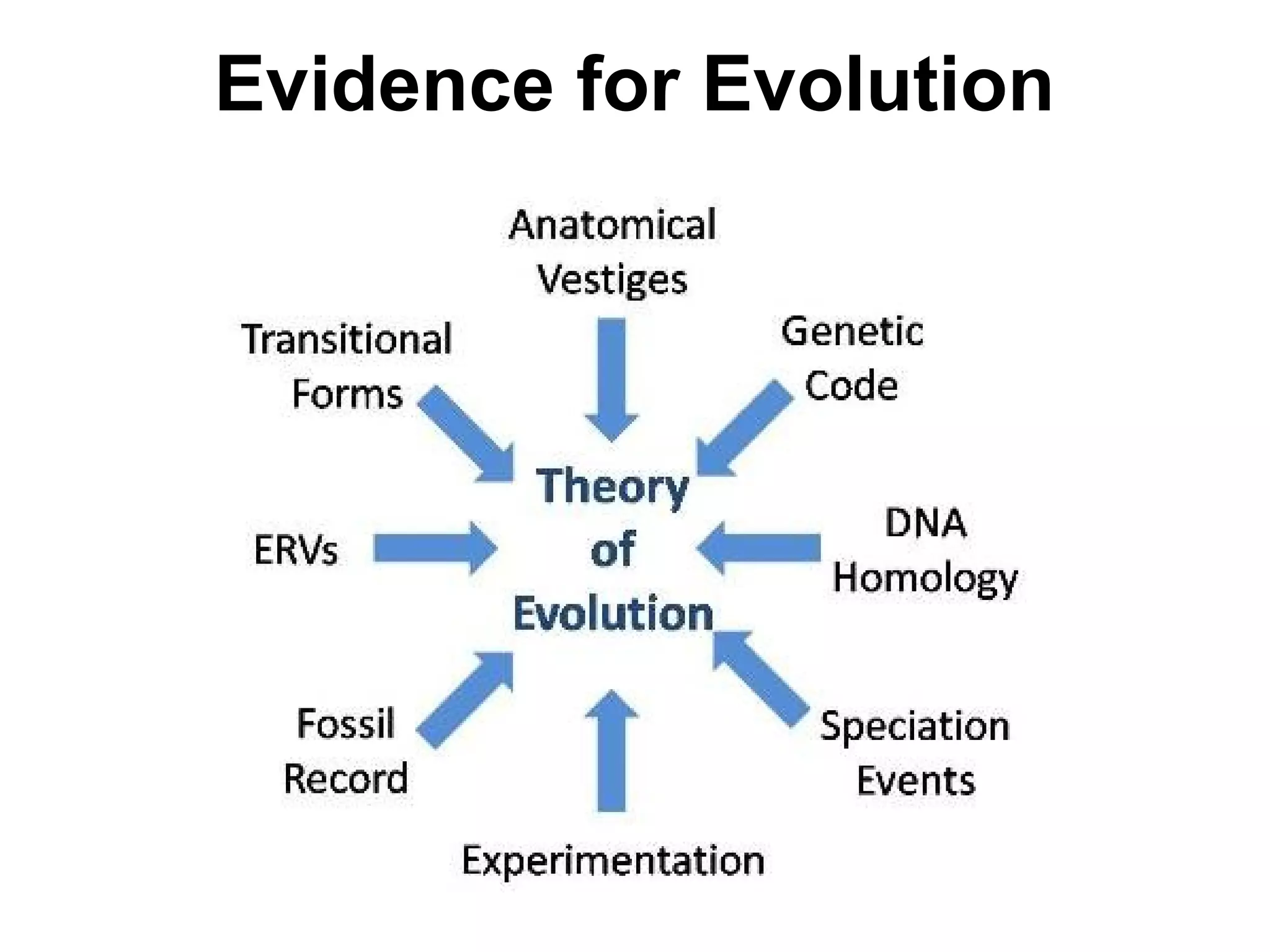 Evidence for evolution | PPT