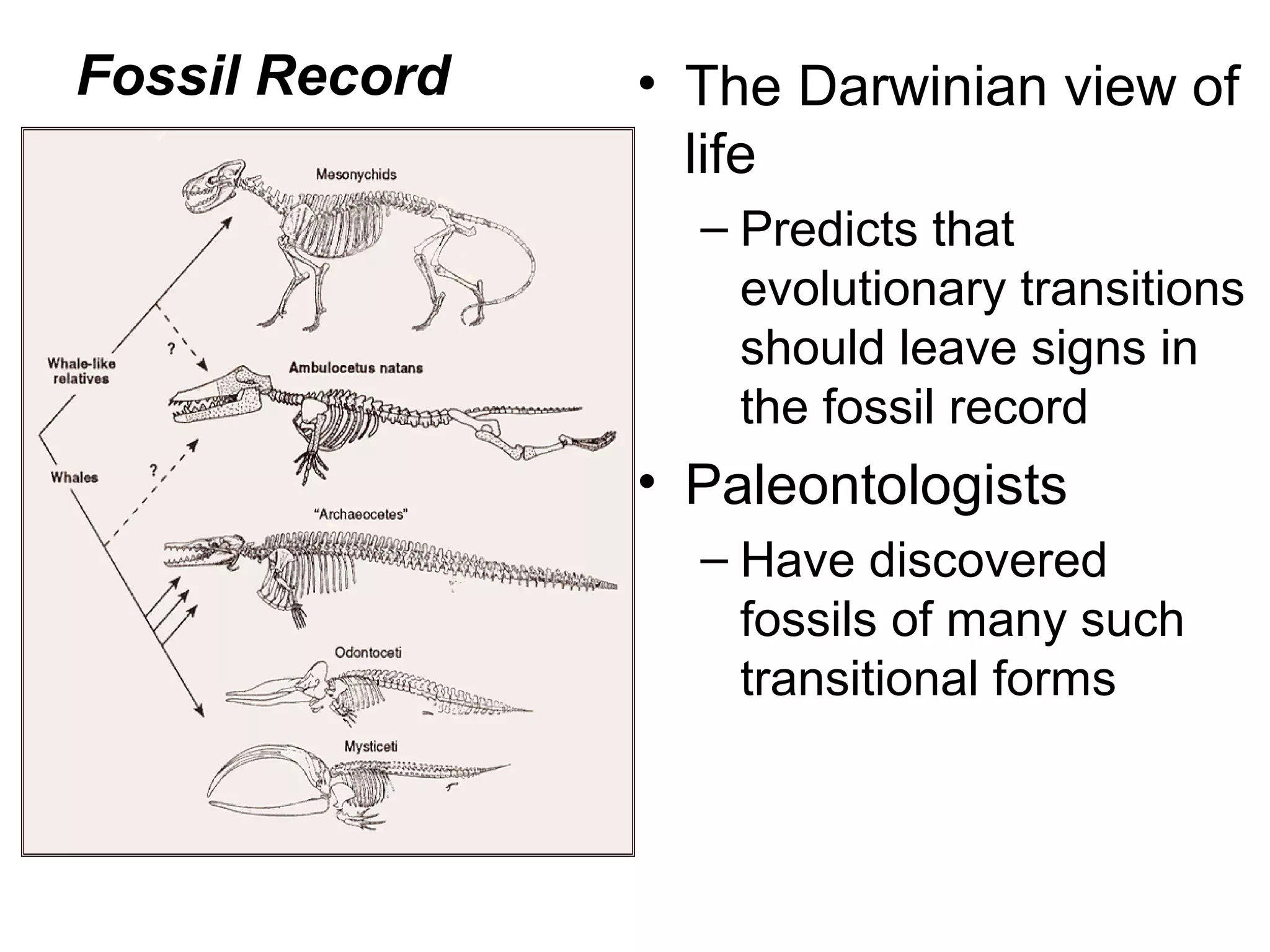 Evidence for evolution | PPT