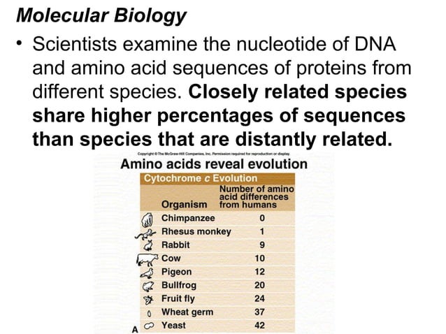 Evidence for evolution | PPT