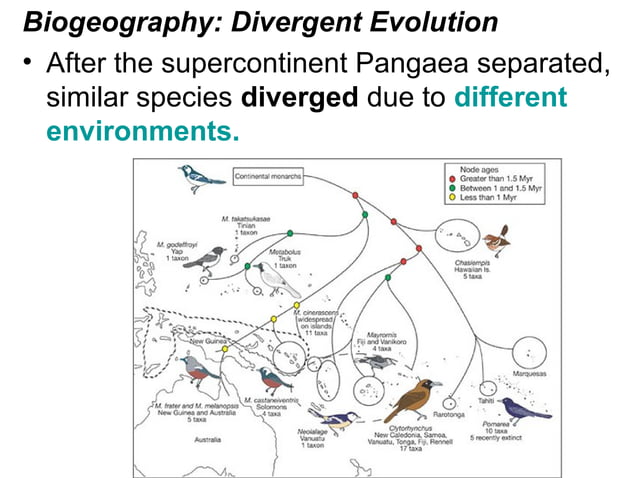 Evidence for evolution | PPT