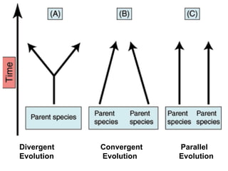 Evidence for evolution | PPT