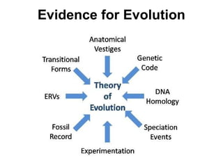 Evidence for evolution | PPT